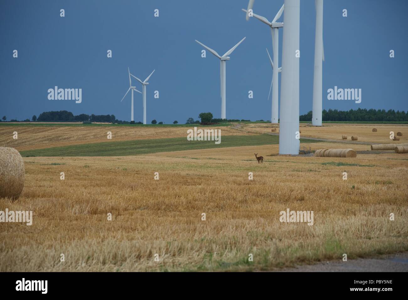 Wind turbines: a cluster of wind turbines amongst fields of harvested ...
