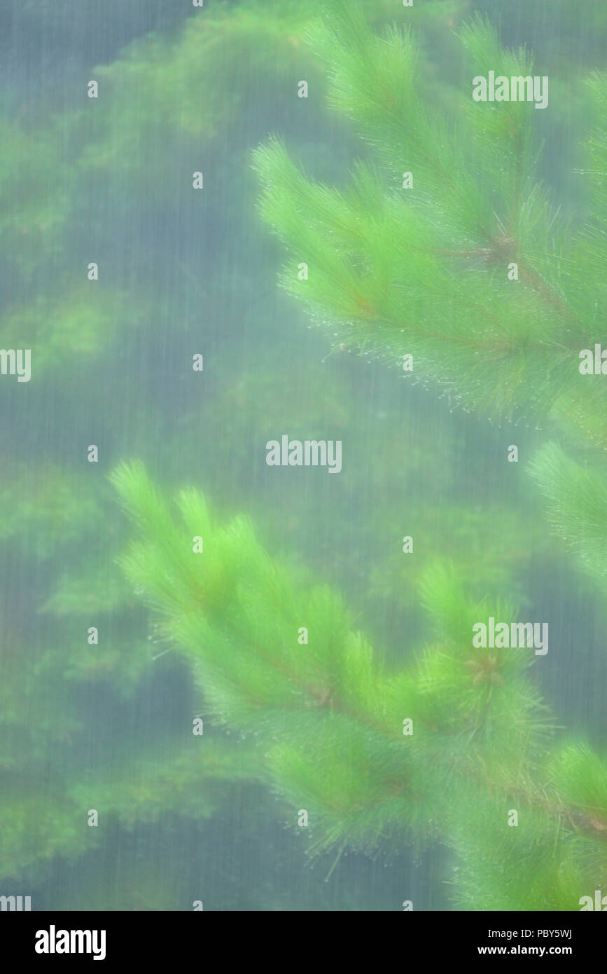 Pine trees in a rainstorm, Greater Sudbury, Ontario, Canada Stock Photo ...
