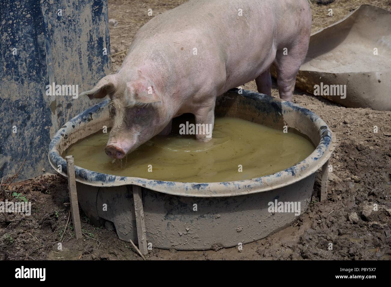 Pig Swill Stock Photos & Pig Swill Stock Images - Alamy