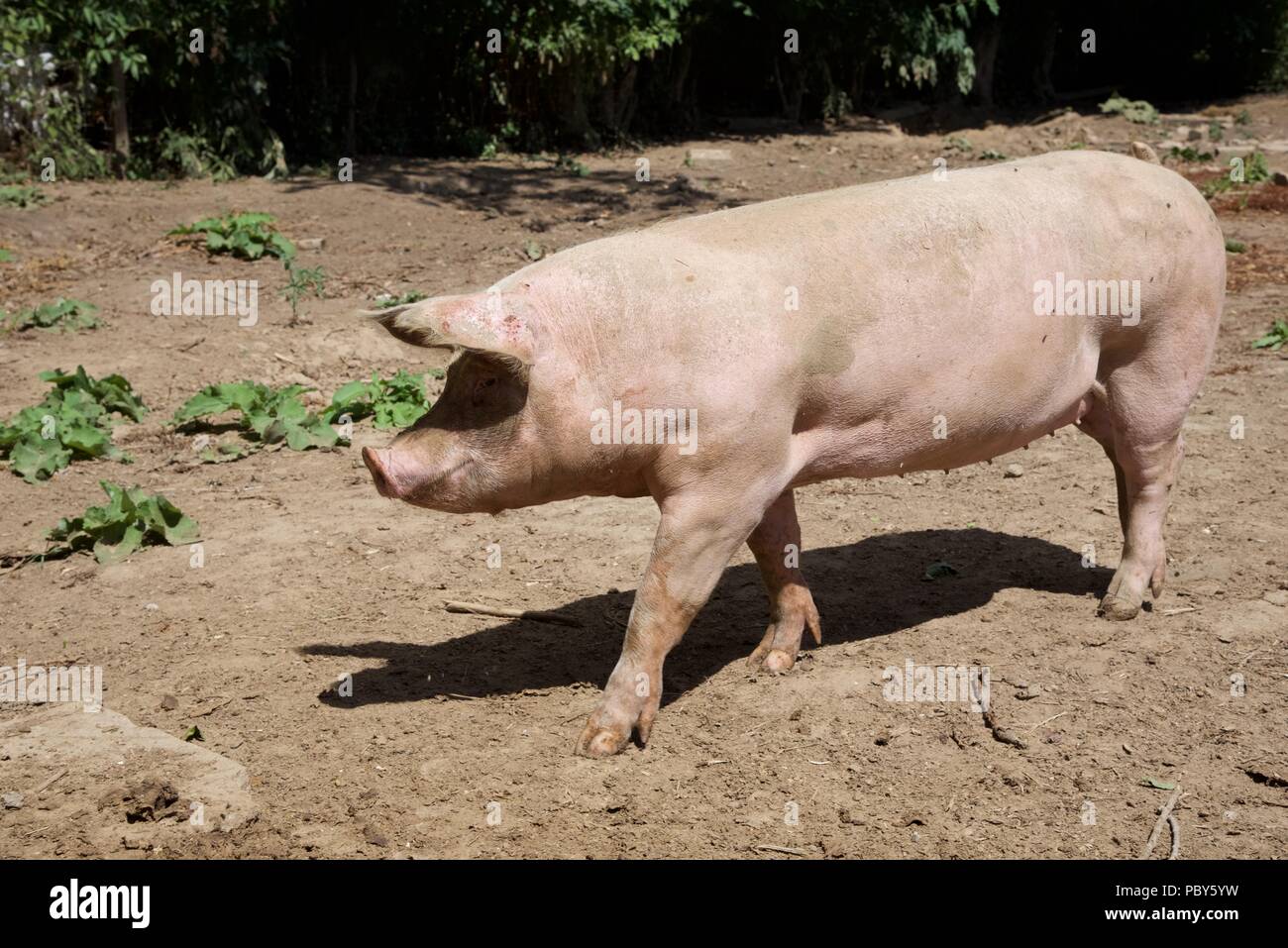 Pig swill hi-res stock photography and images - Alamy