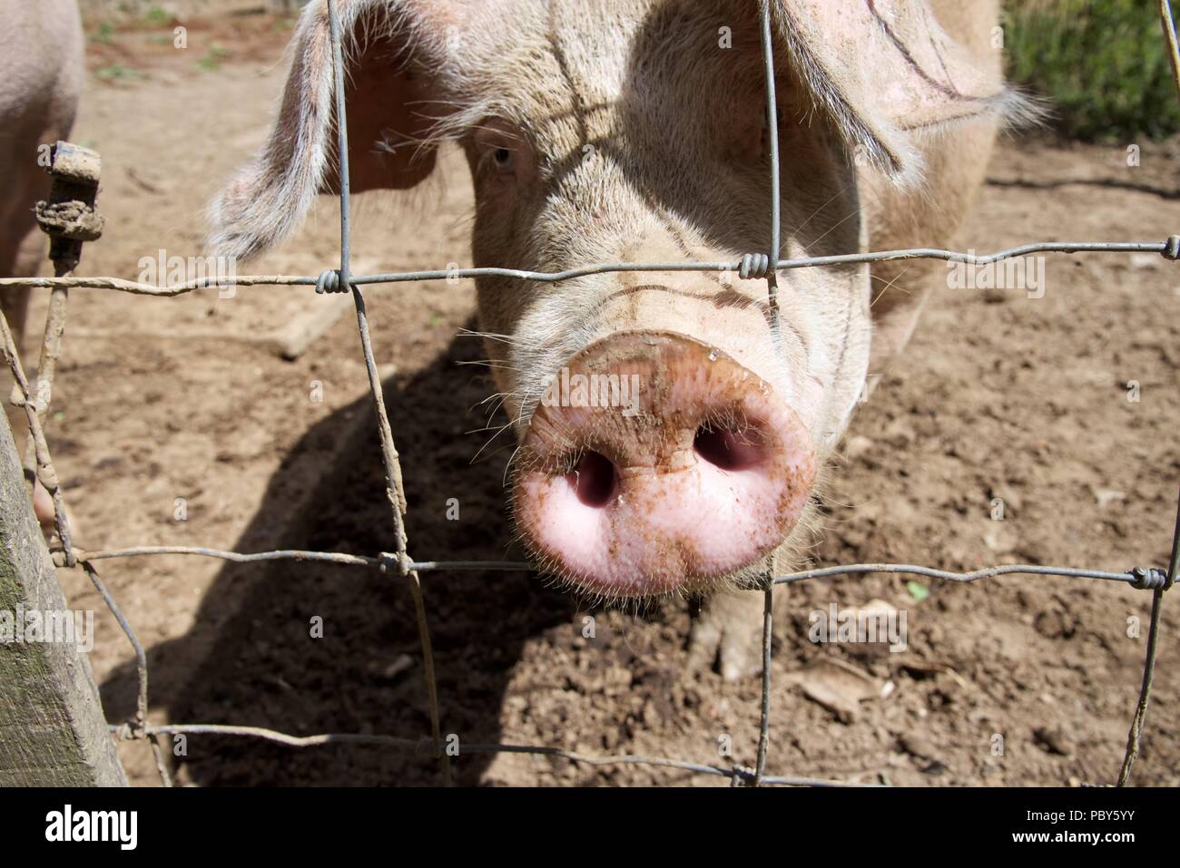 Pig Swill Stock Photos & Pig Swill Stock Images - Alamy