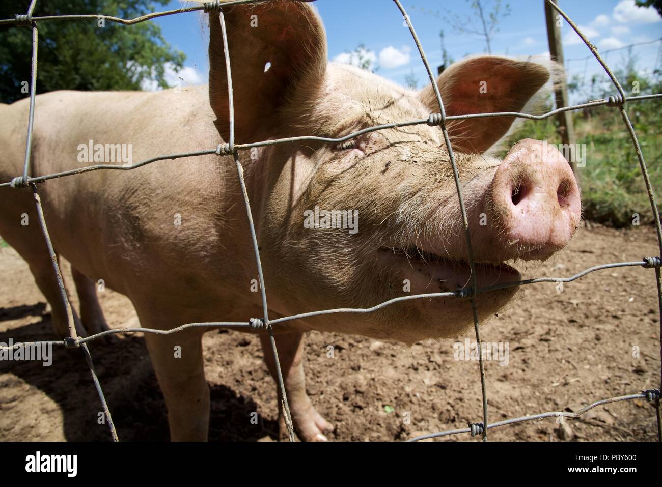 Pig Swill Stock Photos & Pig Swill Stock Images - Alamy