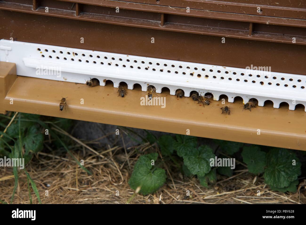 Bee Keeping: a close up on the entrance to a modern plastic bee hive ...