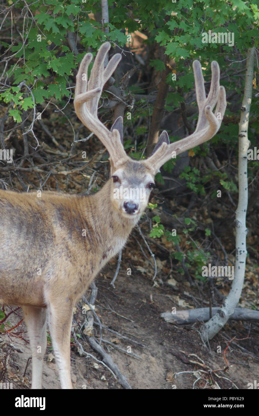 Buck in velvet Stock Photo - Alamy
