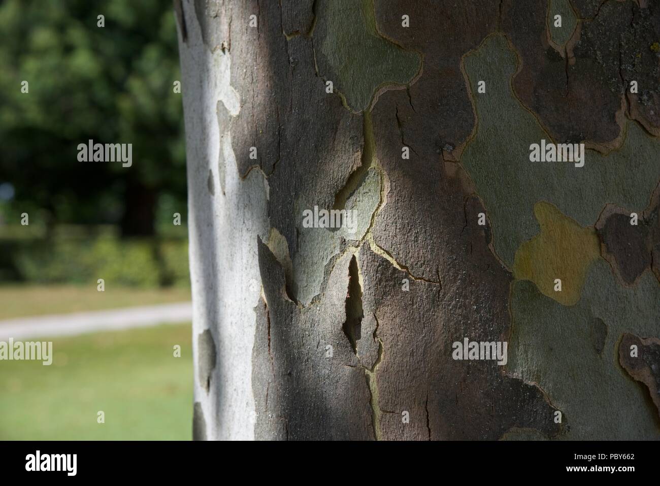 Plane tree (Platanus): a close up of the surface pattern created by the ...