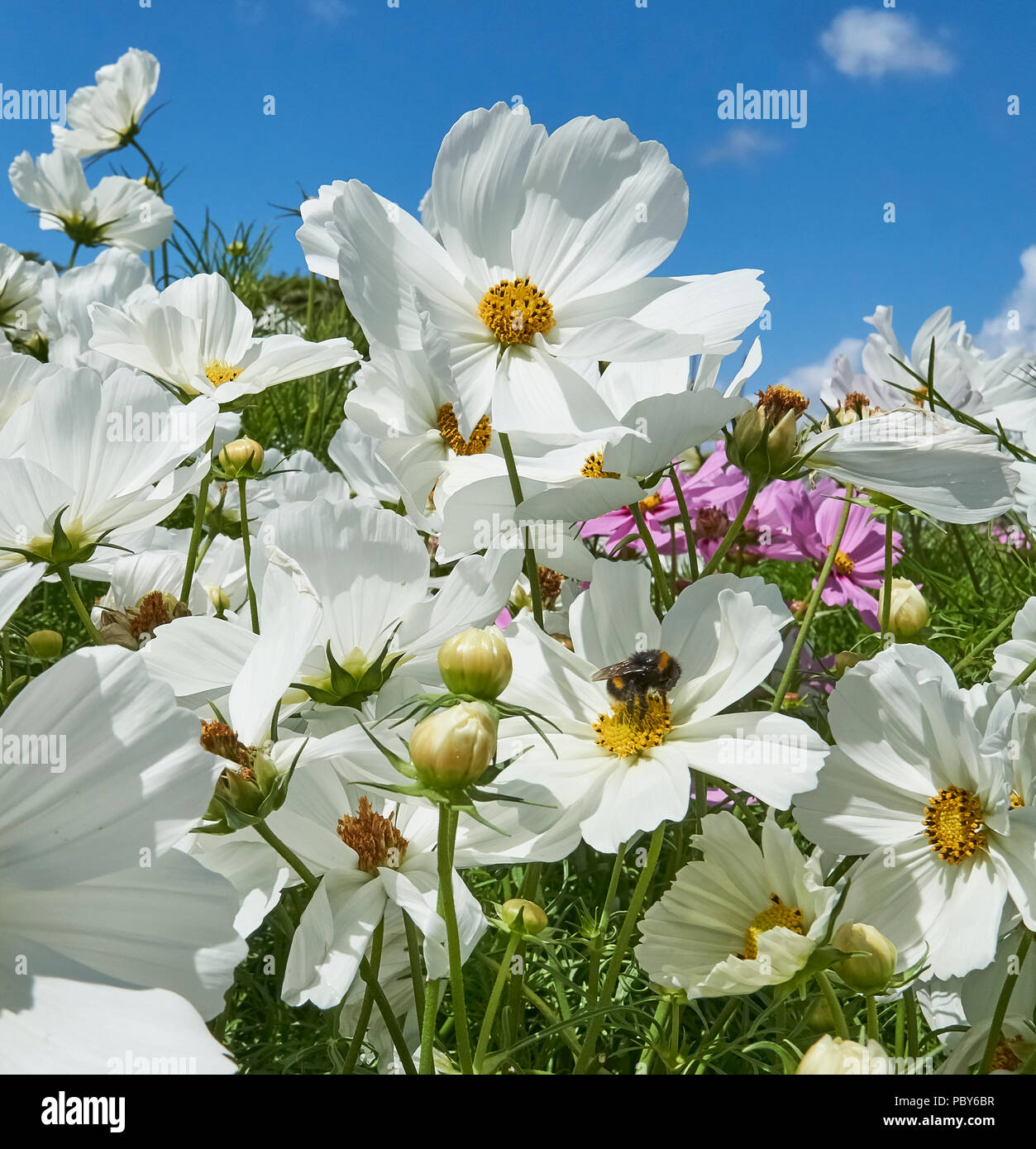 Cosmos flowers with bumblebee in bright sunshine Stock Photo - Alamy
