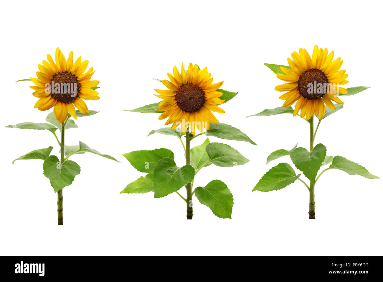 three sunflowers isolated on white background Stock Photo - Alamy