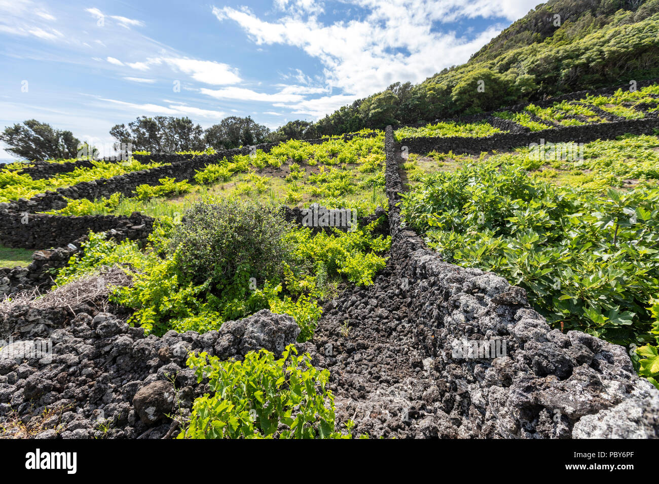 Hedge rows dividing the vineyards hi-res stock photography and images ...