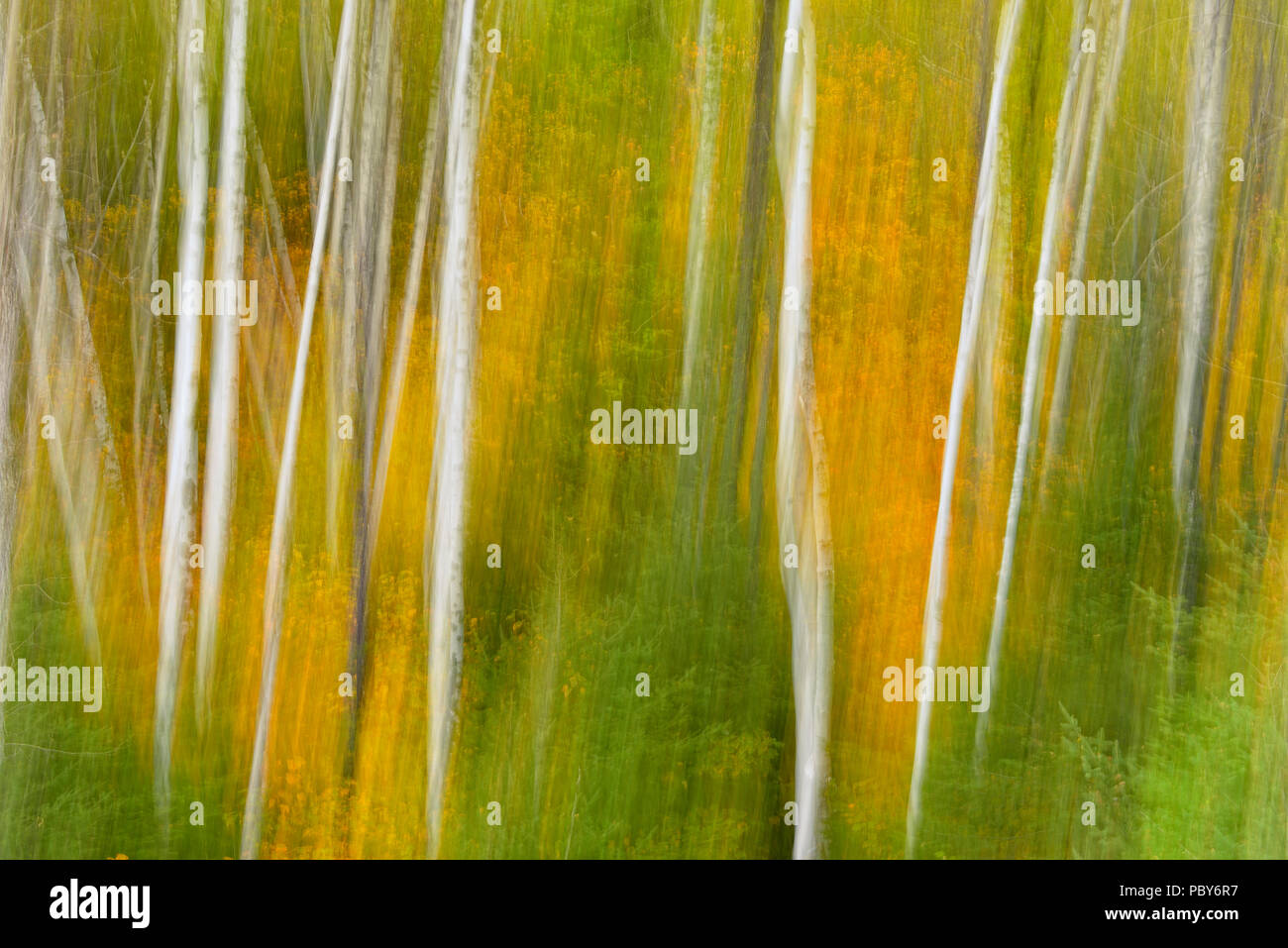 Early autumn foliage in the understory the understory of an aspen ...