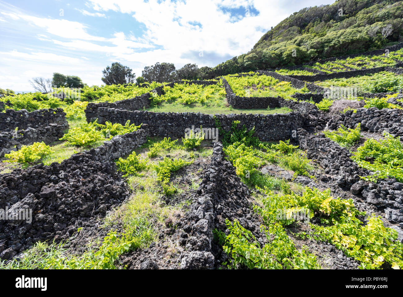 Hedge rows dividing the vineyards of Pico Island, Azores, Portugal ...