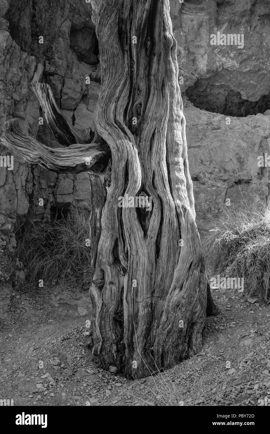 Ancient Bristle Cone Pine Tree in Cedar Breaks National Park Stock ...
