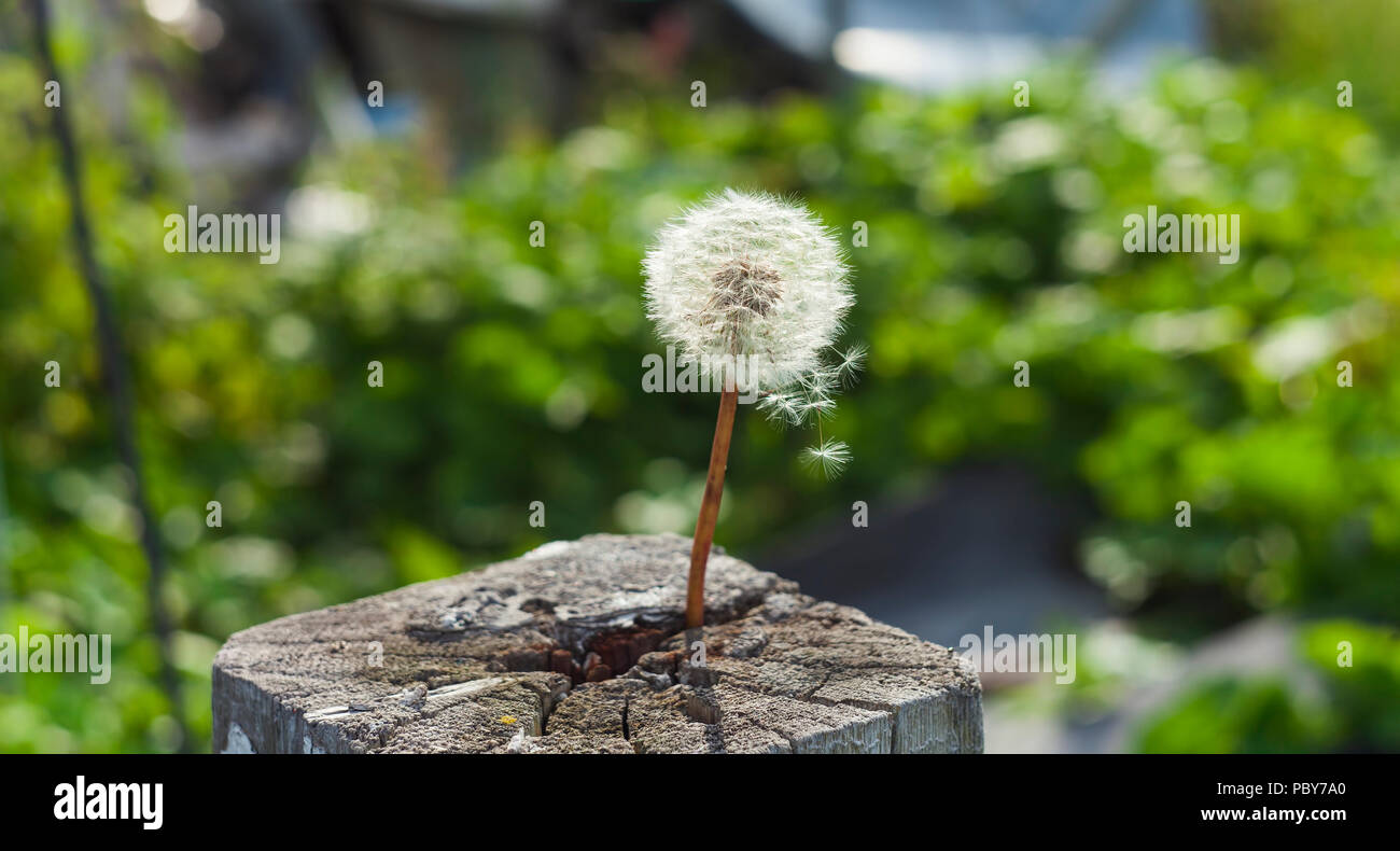 Beautiful dandelion flower in hi-res stock photography and images - Alamy