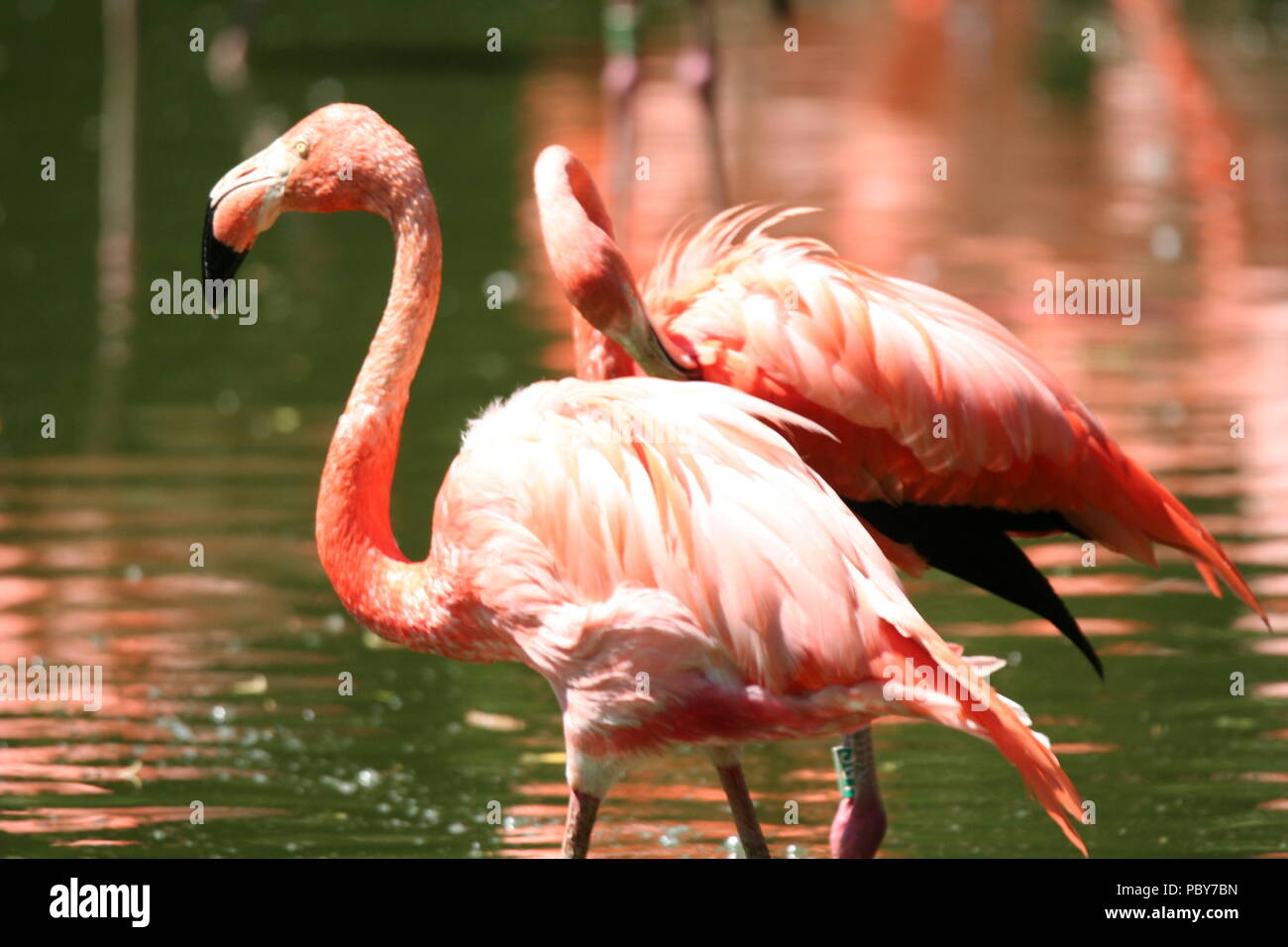 pink flamingo, flamingos filter feeding in a large family group, on a ...