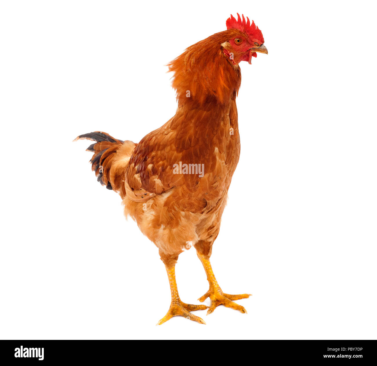 rooster chicken shaking head isolated Stock Photo - Alamy