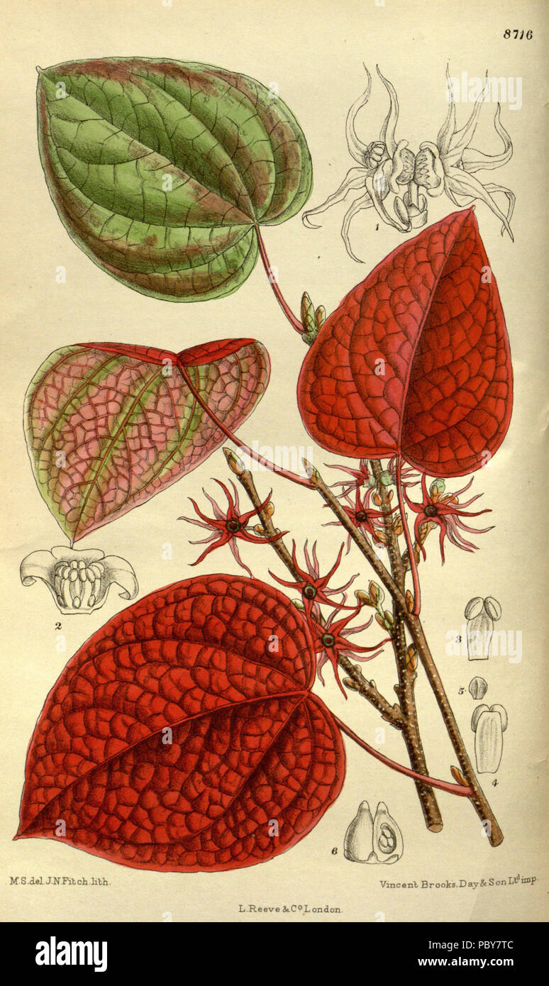 164 Disanthus cercidifolia 143-8716 Stock Photo - Alamy