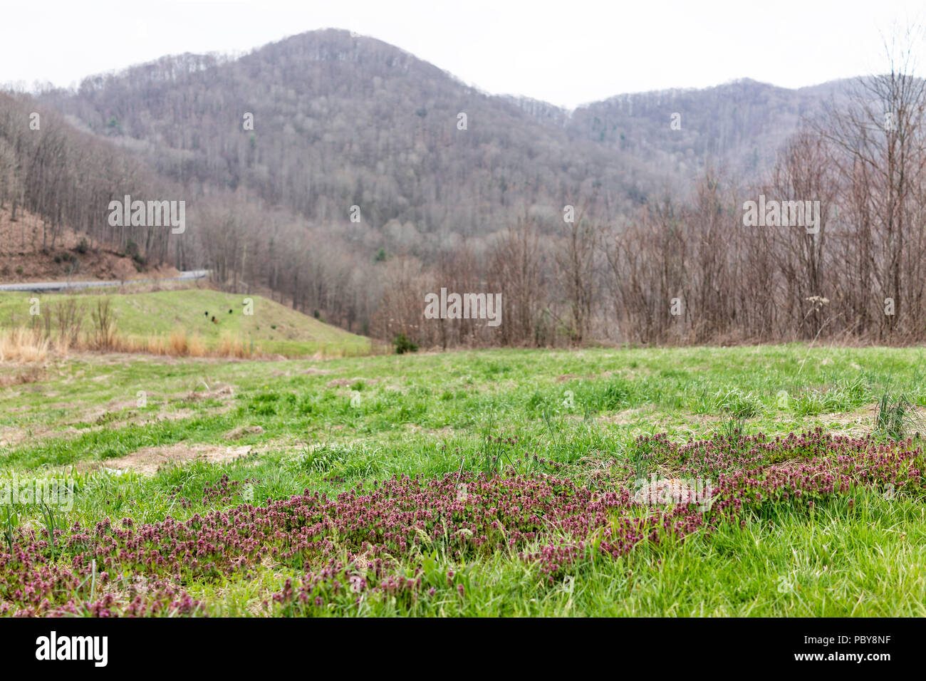 Smoky Mountains near Asheville, North Carolina at Tennessee border at ...