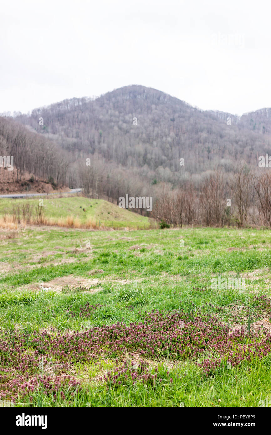 Smoky Mountains vertical view near Asheville, North Carolina at ...