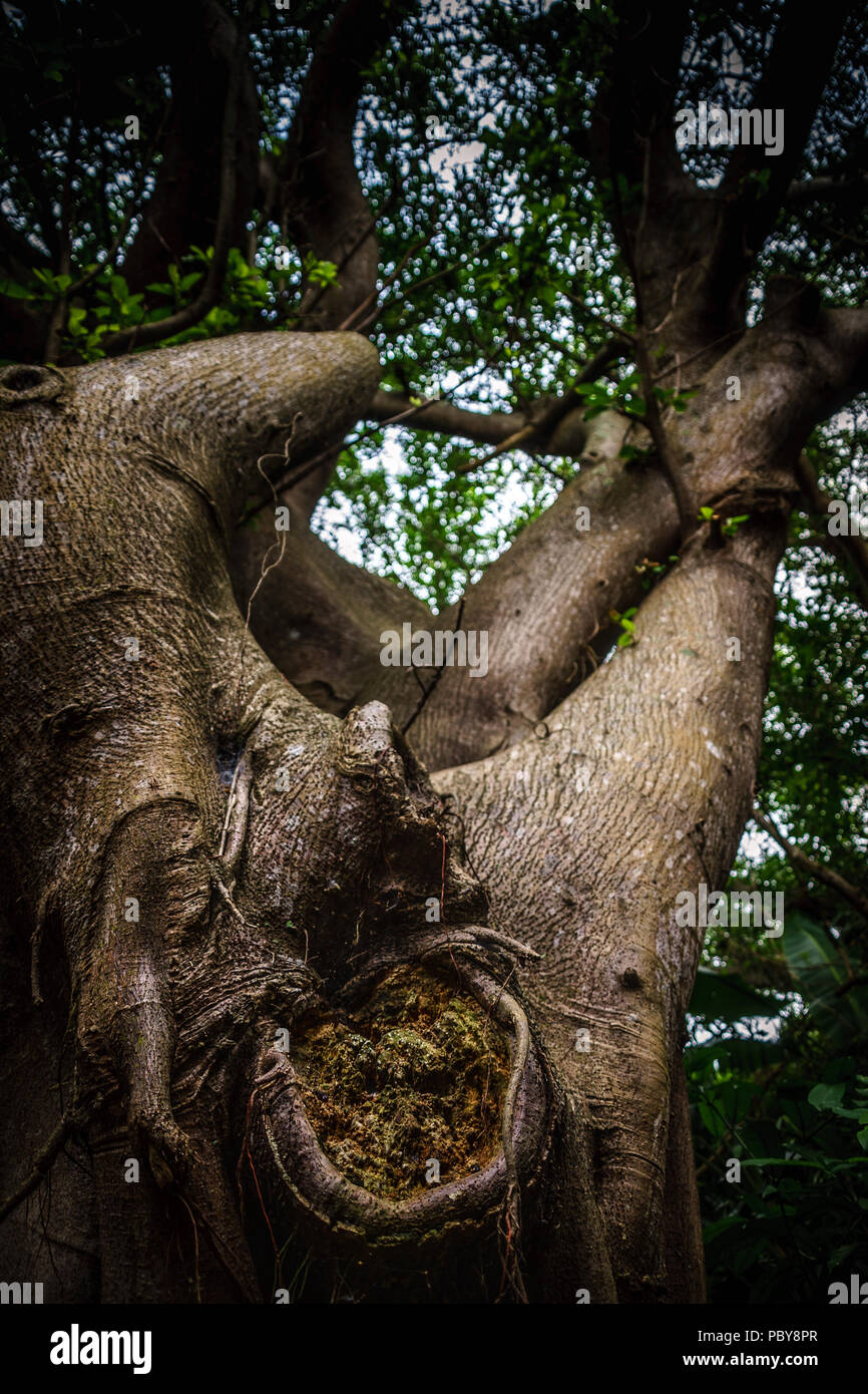 Tree south Africa Stock Photo - Alamy
