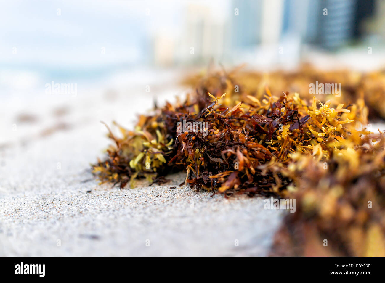 Macro closeup of dark red seaweed on beach sand showing detail, texture ...