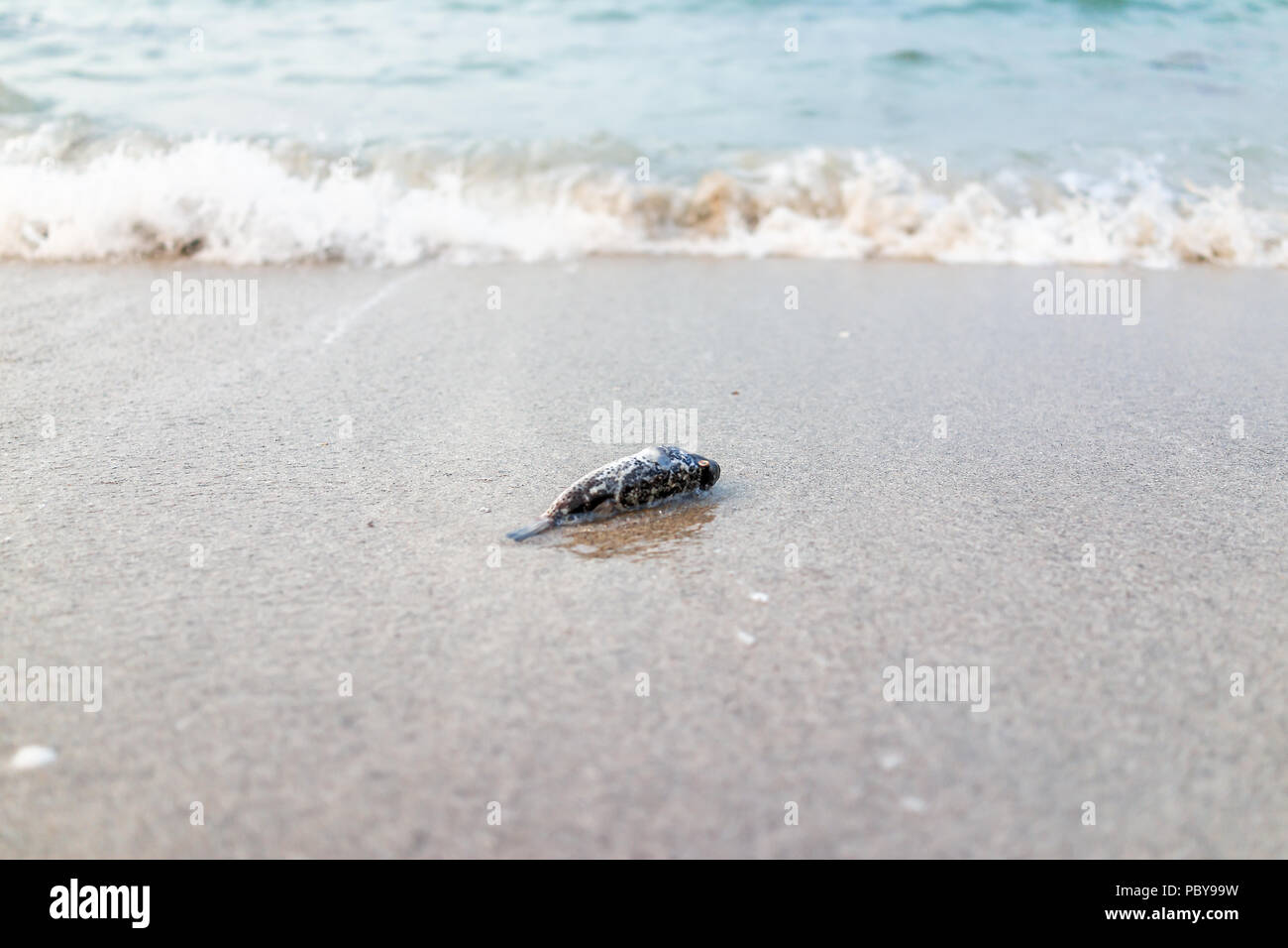 Closeup of one dead fish washed ashore during storm in Miami, Florida ...