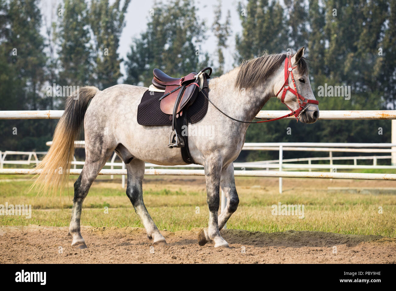 Side view of a horse Stock Photo - Alamy