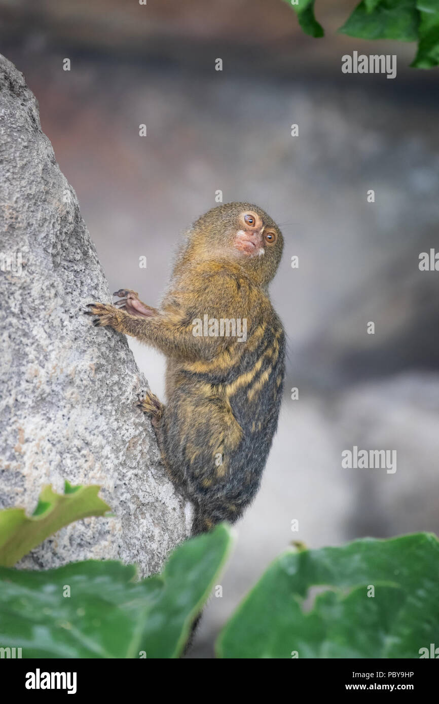 Pygmy marmoset, Cebuella pygmaea, gripping a rock face. This is the ...