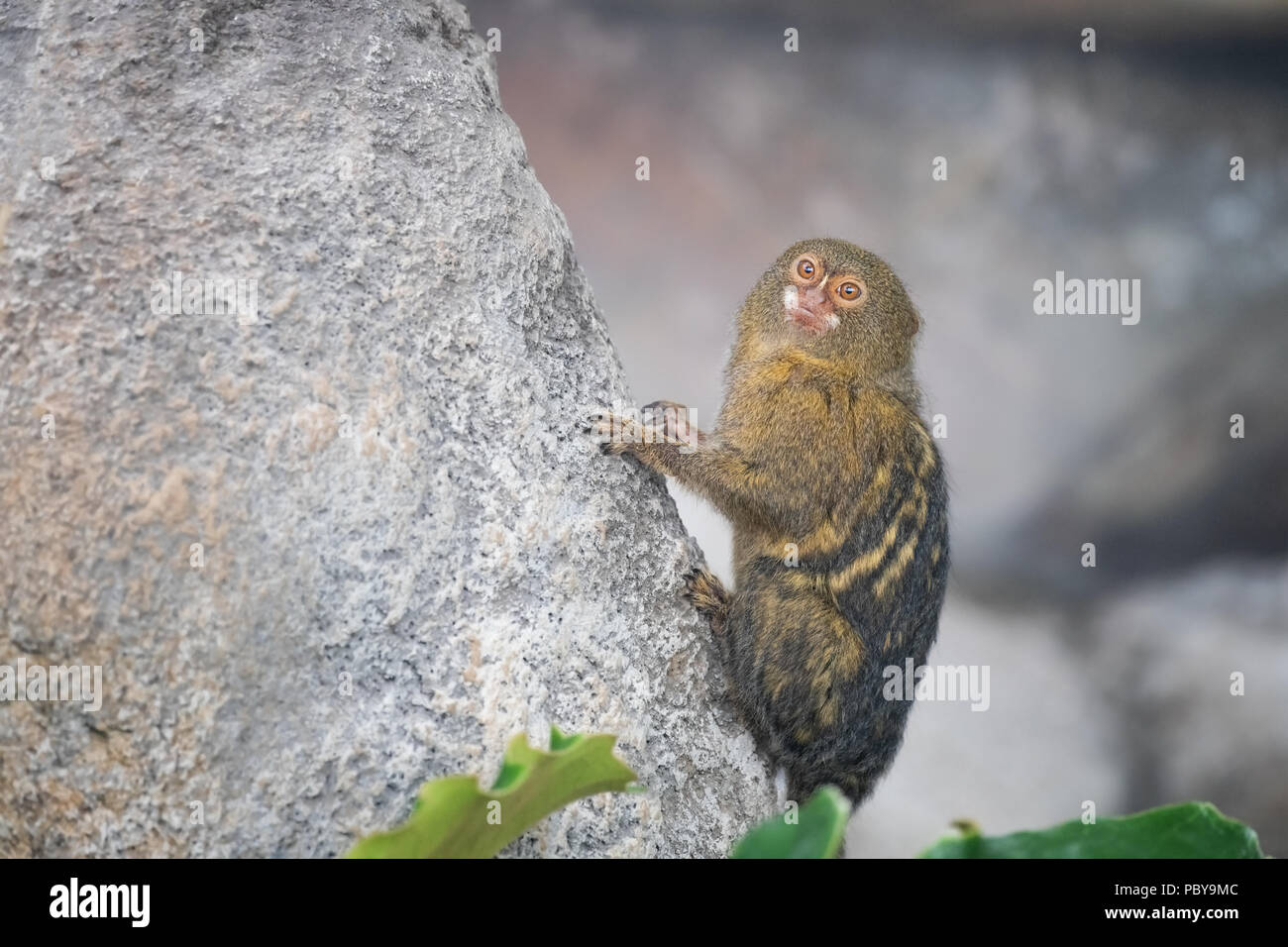 Amazon rainforest monkey species hi-res stock photography and images ...