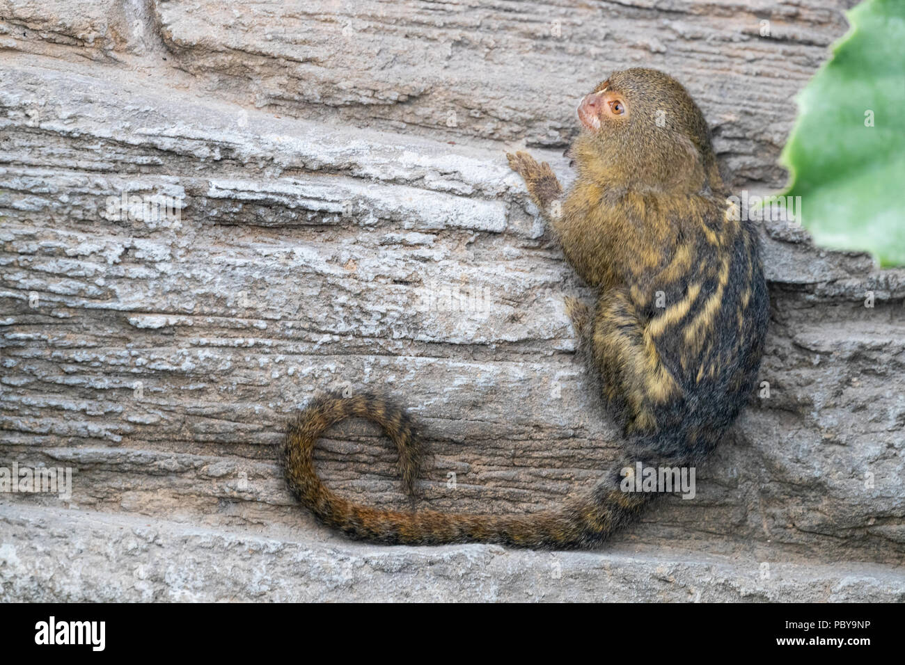 Pygmy marmoset, Cebuella pygmaea, gripping a rock face. This is the ...