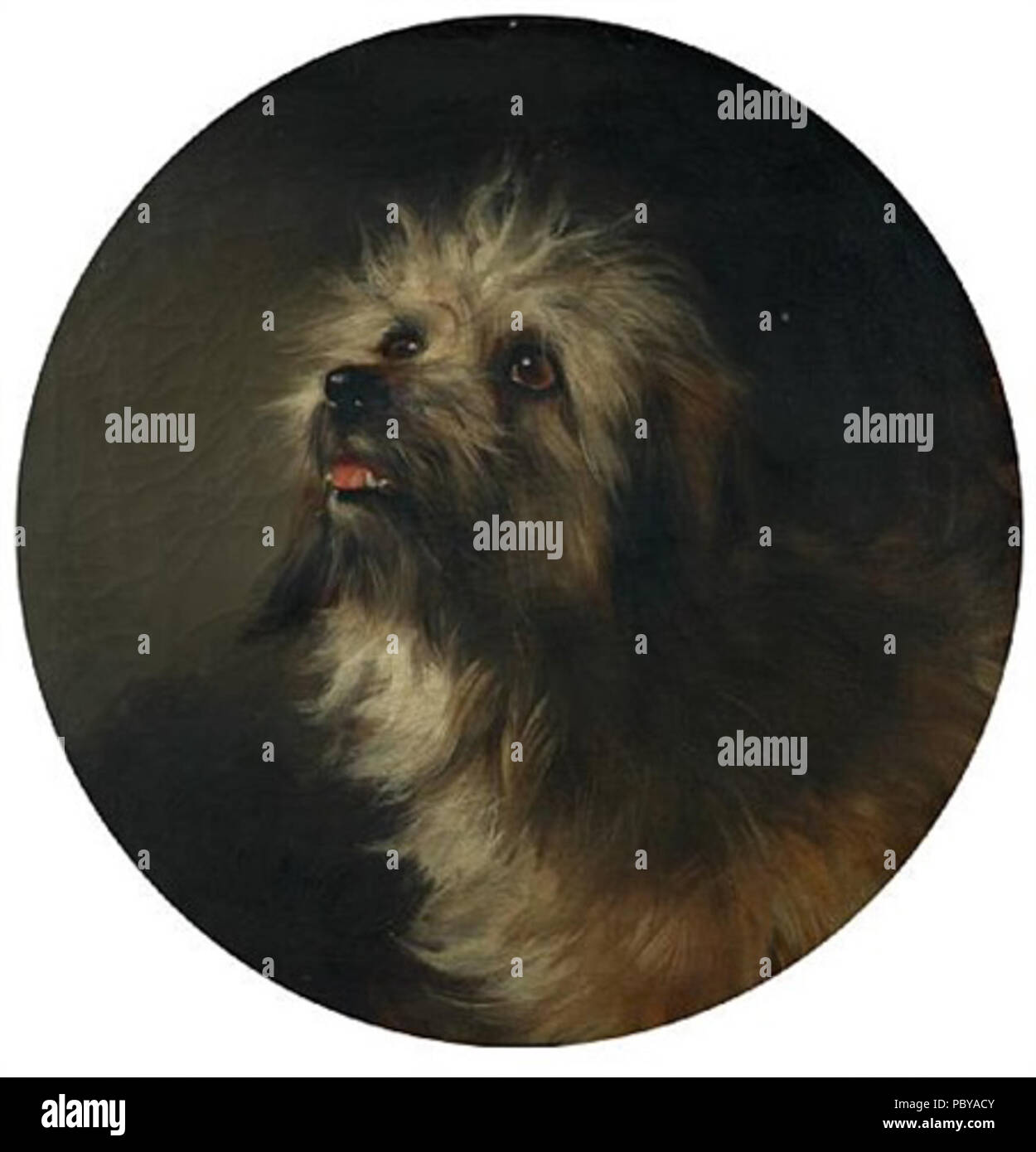 George terrier hi-res stock photography and images - Alamy