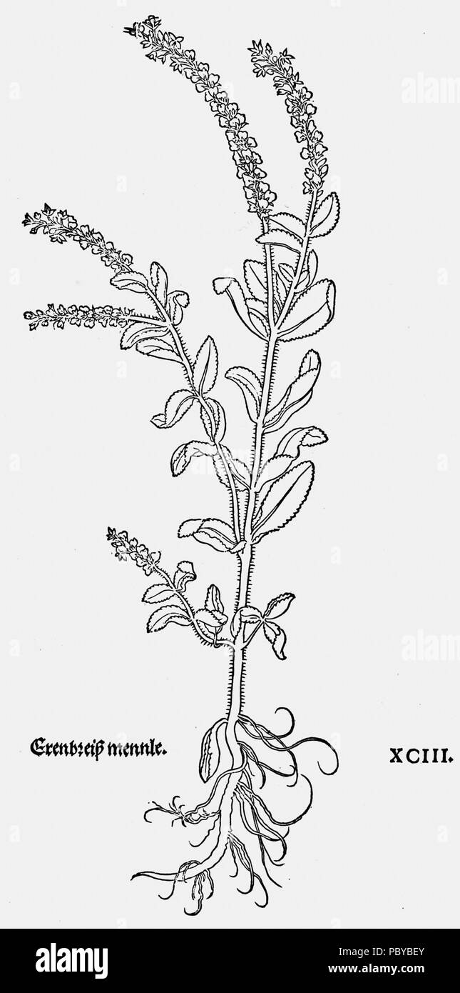 Ehrenpreis hi-res stock photography and images - Alamy