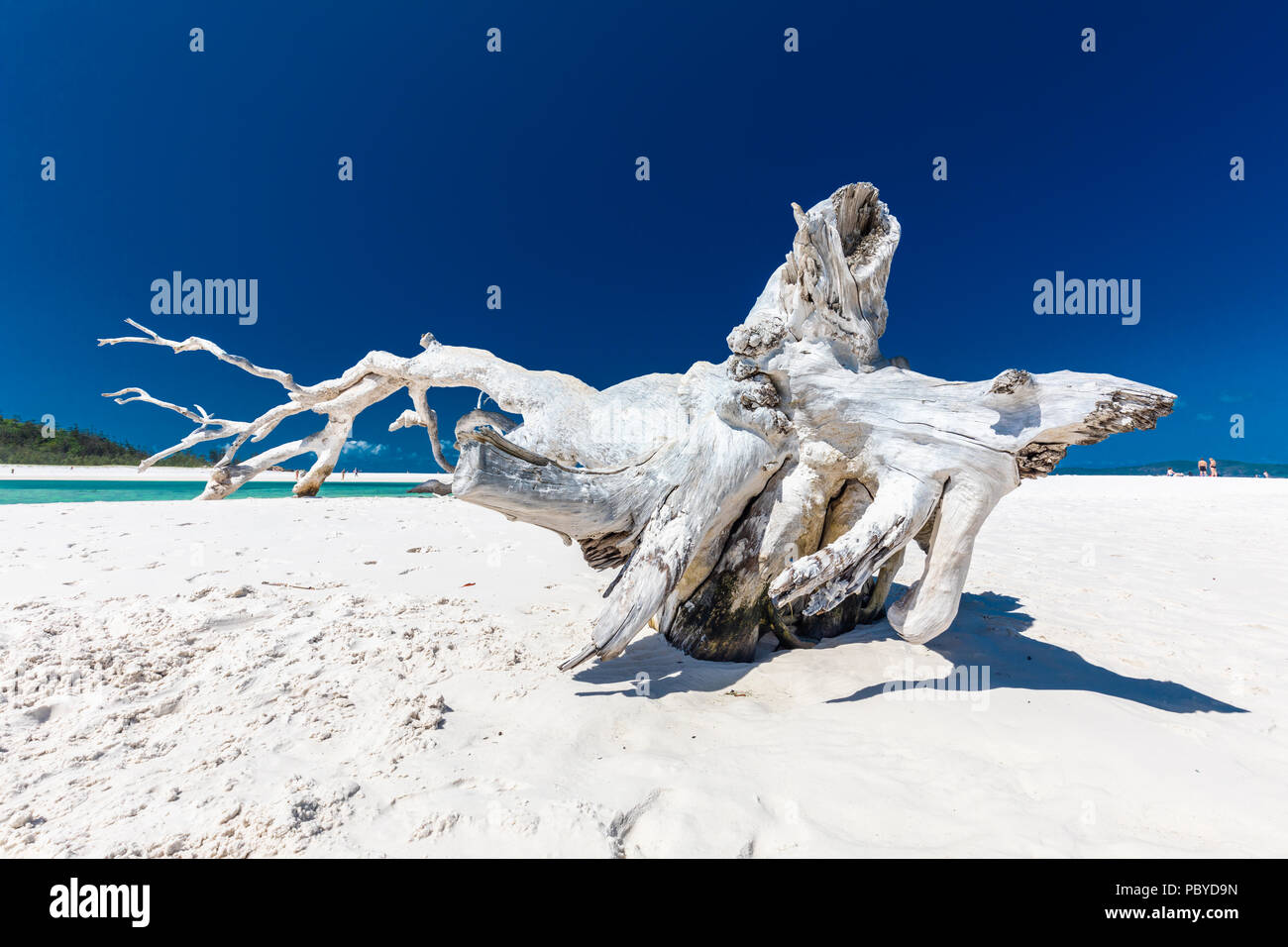 White driftwood tree on amazing Whitehaven Beach with white sand in the ...
