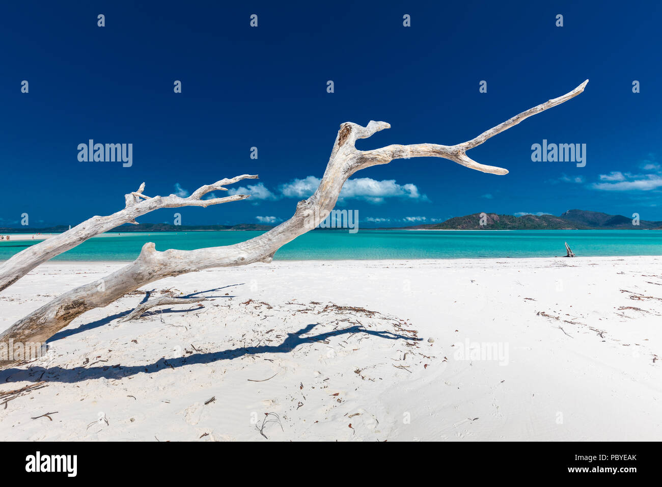 White driftwood tree on amazing Whitehaven Beach with white sand in the ...
