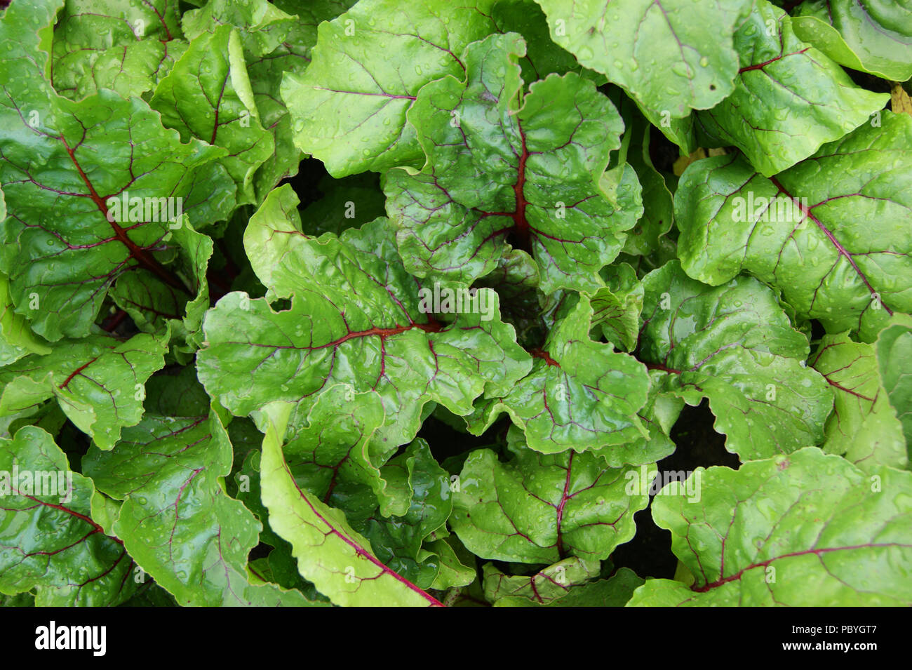 Vegetable background from foliage of the beet Stock Photo - Alamy