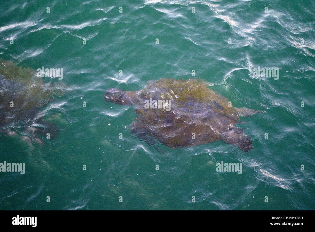 Photos of sea turtles hi-res stock photography and images - Alamy