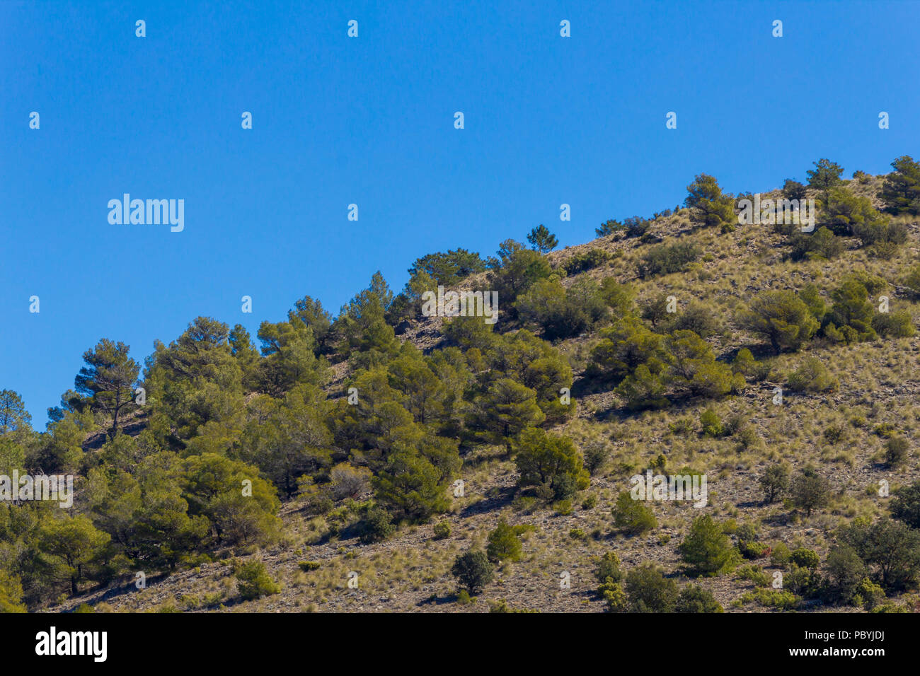 Pine Trees in the Andalusian mountain landscapes Spain Stock Photo - Alamy