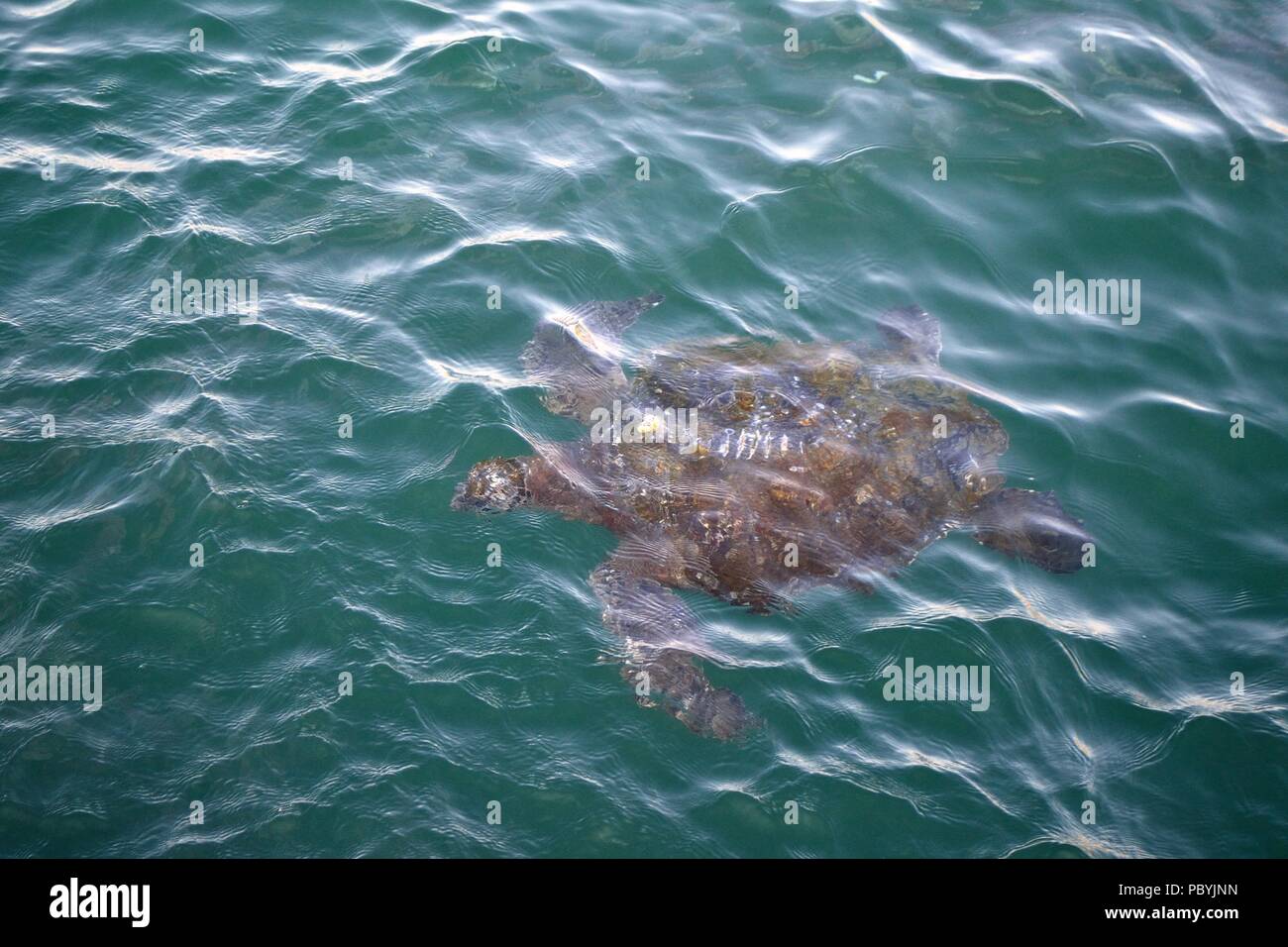 Photos of sea turtles hi-res stock photography and images - Alamy