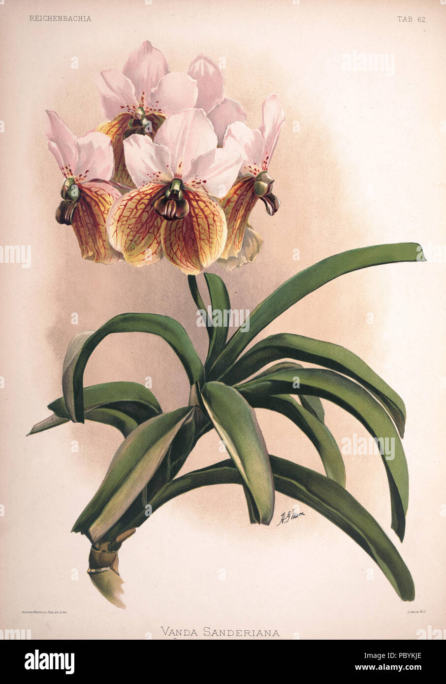 220 Frederick Sander - Reichenbachia II plate 62 (1890) - Vanda ...