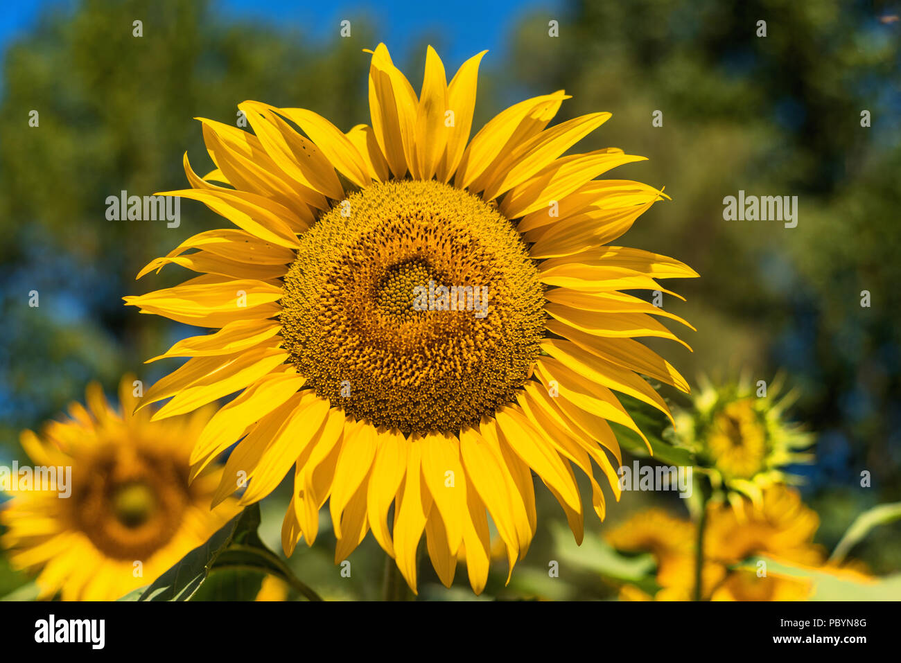 Sunflower field landscape Stock Photo - Alamy