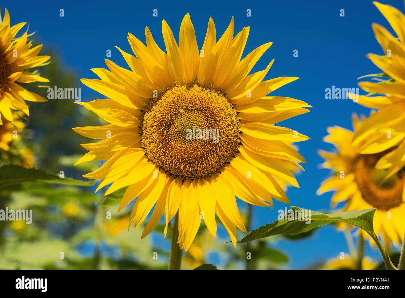 Sunflower field landscape Stock Photo - Alamy