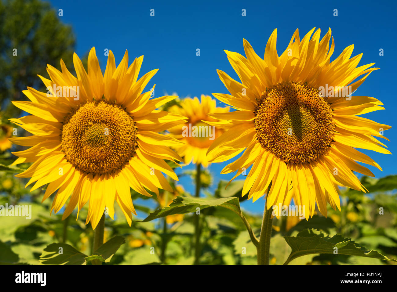 Sunflower field landscape Stock Photo - Alamy