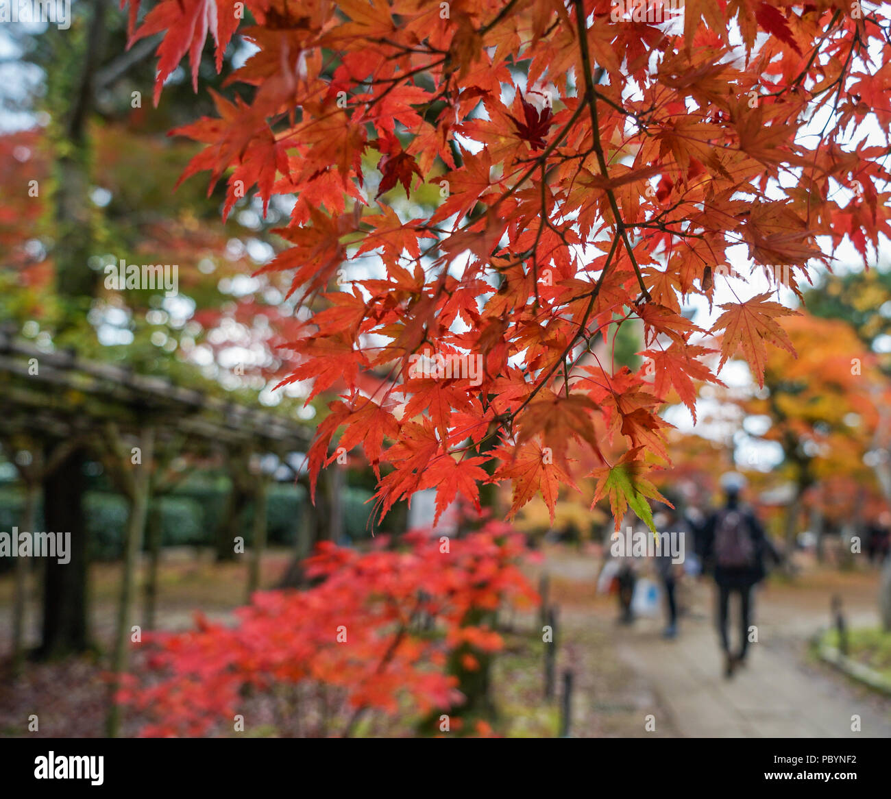 Autumn trees at ancient garden in Kyoto, Japan Stock Photo - Alamy