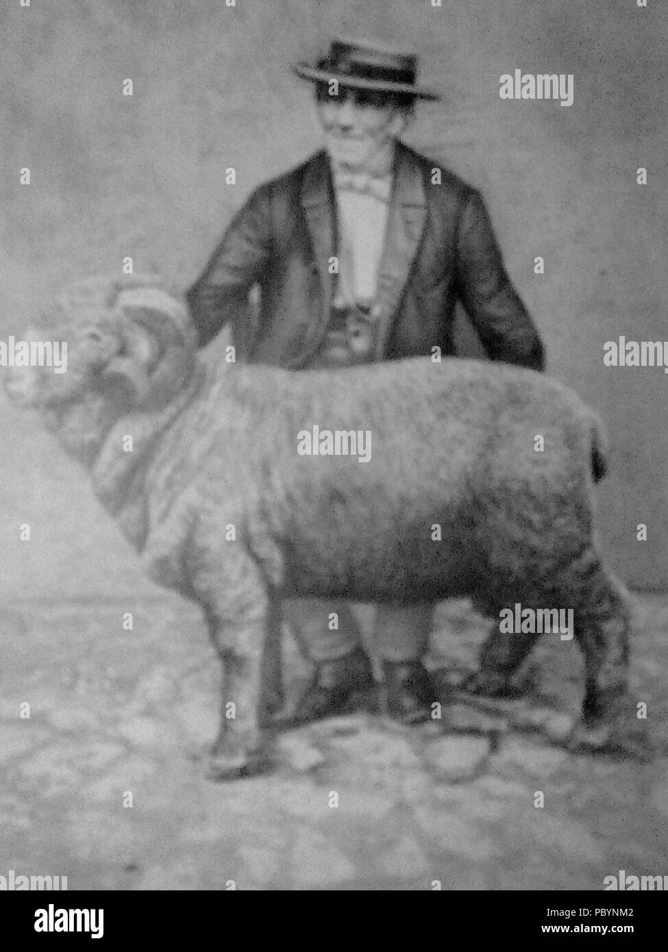 Schaf schaf schaf schaf hi-res stock photography and images - Alamy