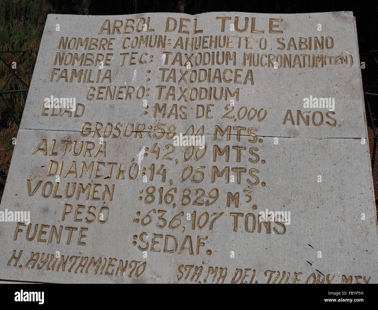 SANTA MARIA del TULE, NORTH AMERICA MEXICO on FEBRUARY 2018: Stone ...