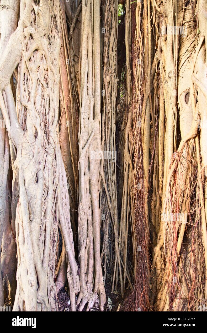 Banyan tree texture hi-res stock photography and images - Alamy