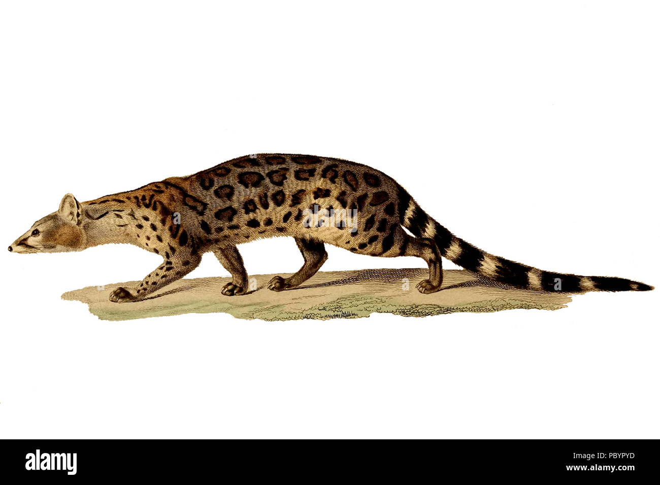 Small spotted genet genetta genetta Cut Out Stock Images & Pictures - Alamy