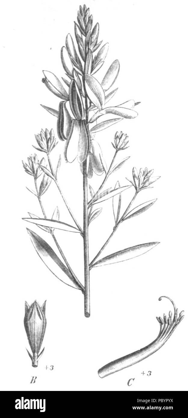 Broom species genista species hi-res stock photography and images - Alamy