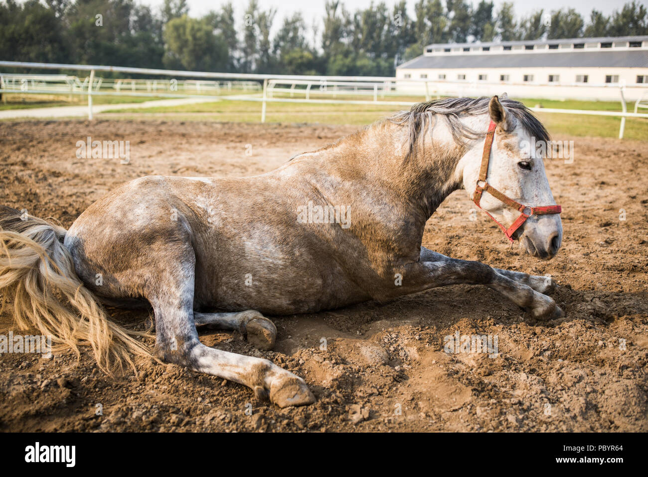 Dirty Horse High Resolution Stock Photography and Images - Alamy