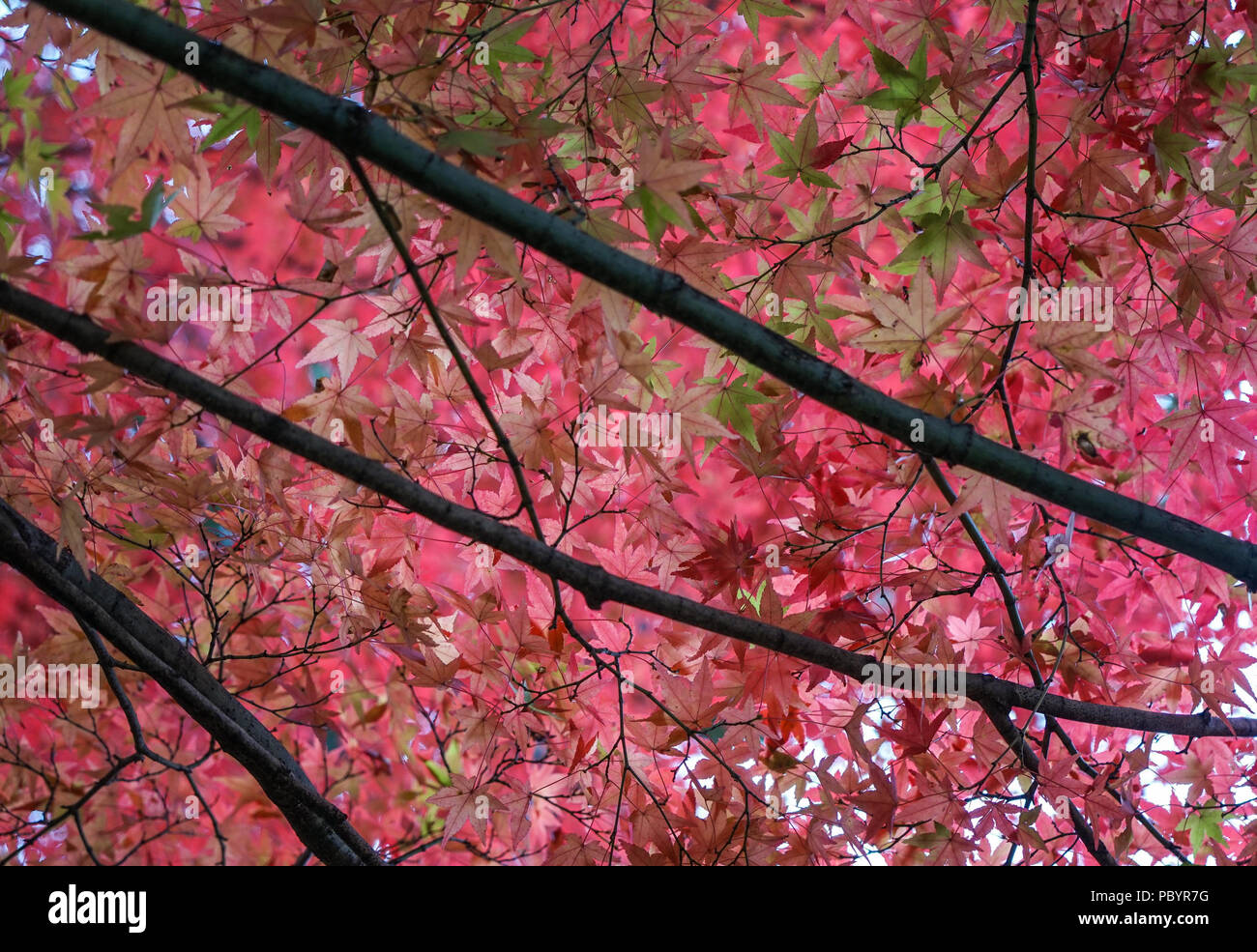 Autumn trees at ancient garden in Kyoto, Japan Stock Photo - Alamy