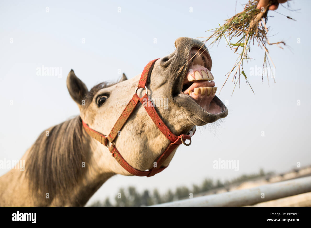 Close up of horse eating hay Stock Photo - Alamy