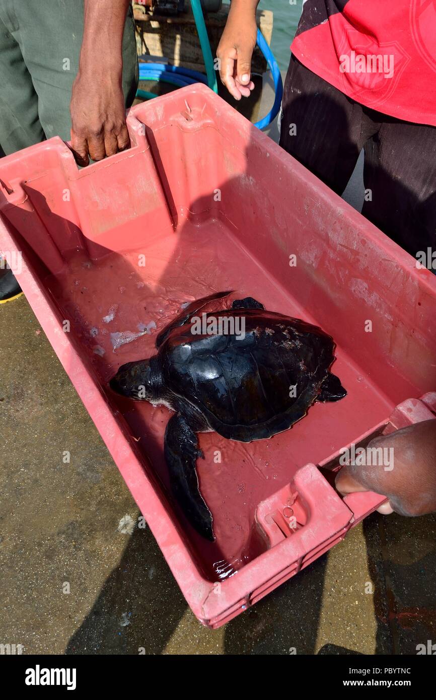 Green turtle breeding in EL ÑURO. Department of Piura .PERU Stock Photo ...